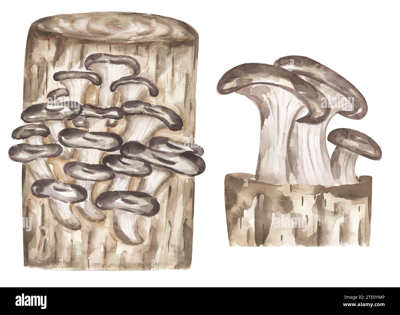 Watercolor fungi illustration, oyster mushrooms mushrooms clipart set ...