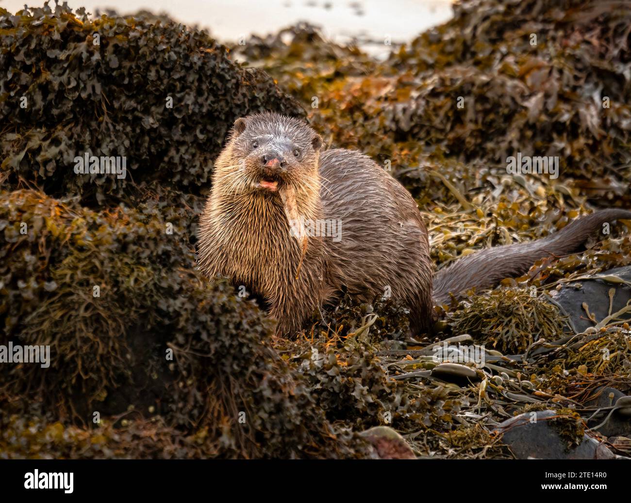 Otter posing for a shot UK CUTE otters were captured frolicking around ...
