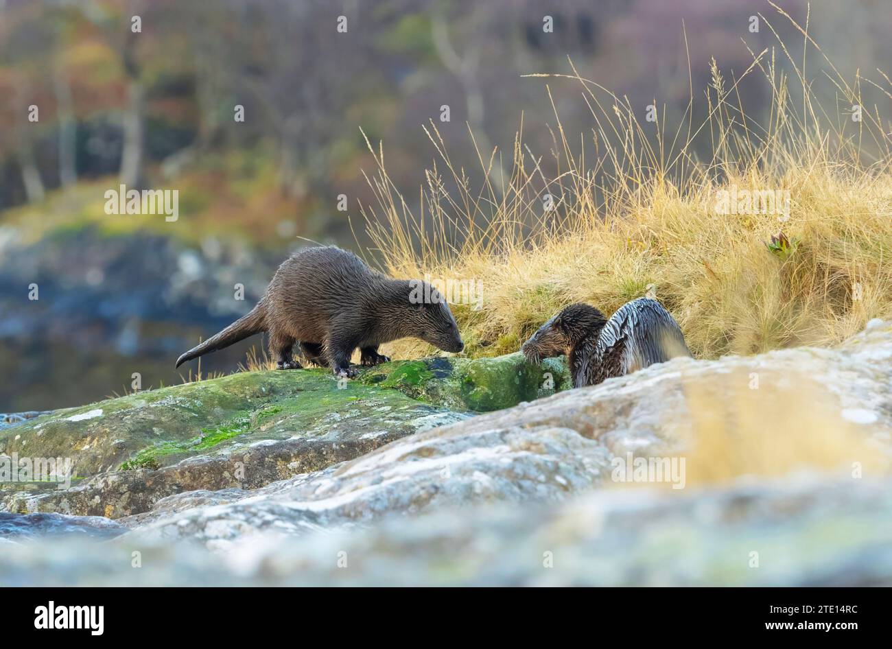 Scottish otters hi-res stock photography and images - Alamy