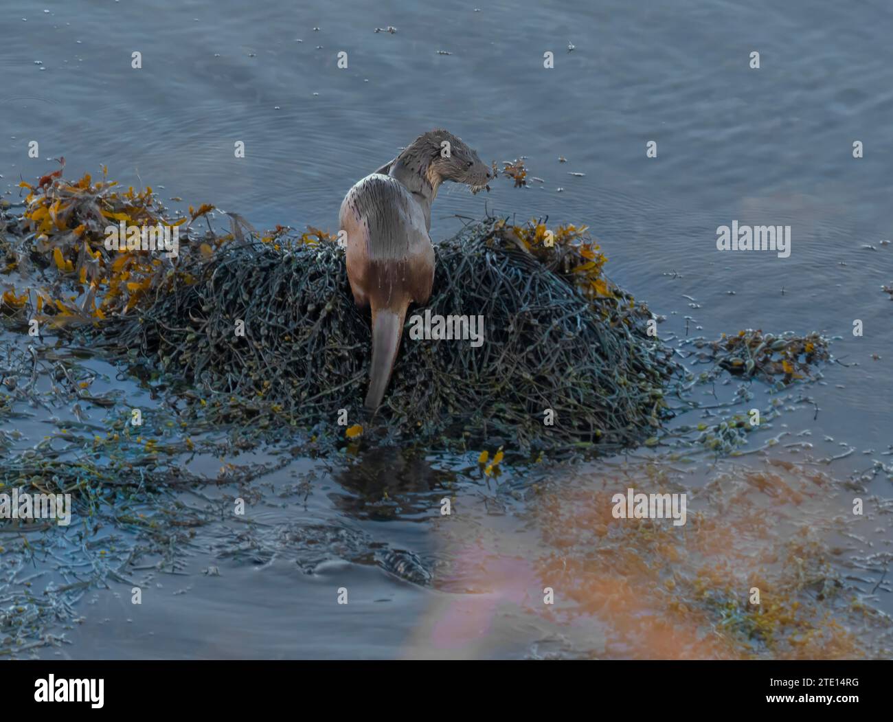 Little Otter Island UK CUTE otters were captured frolicking around the ...