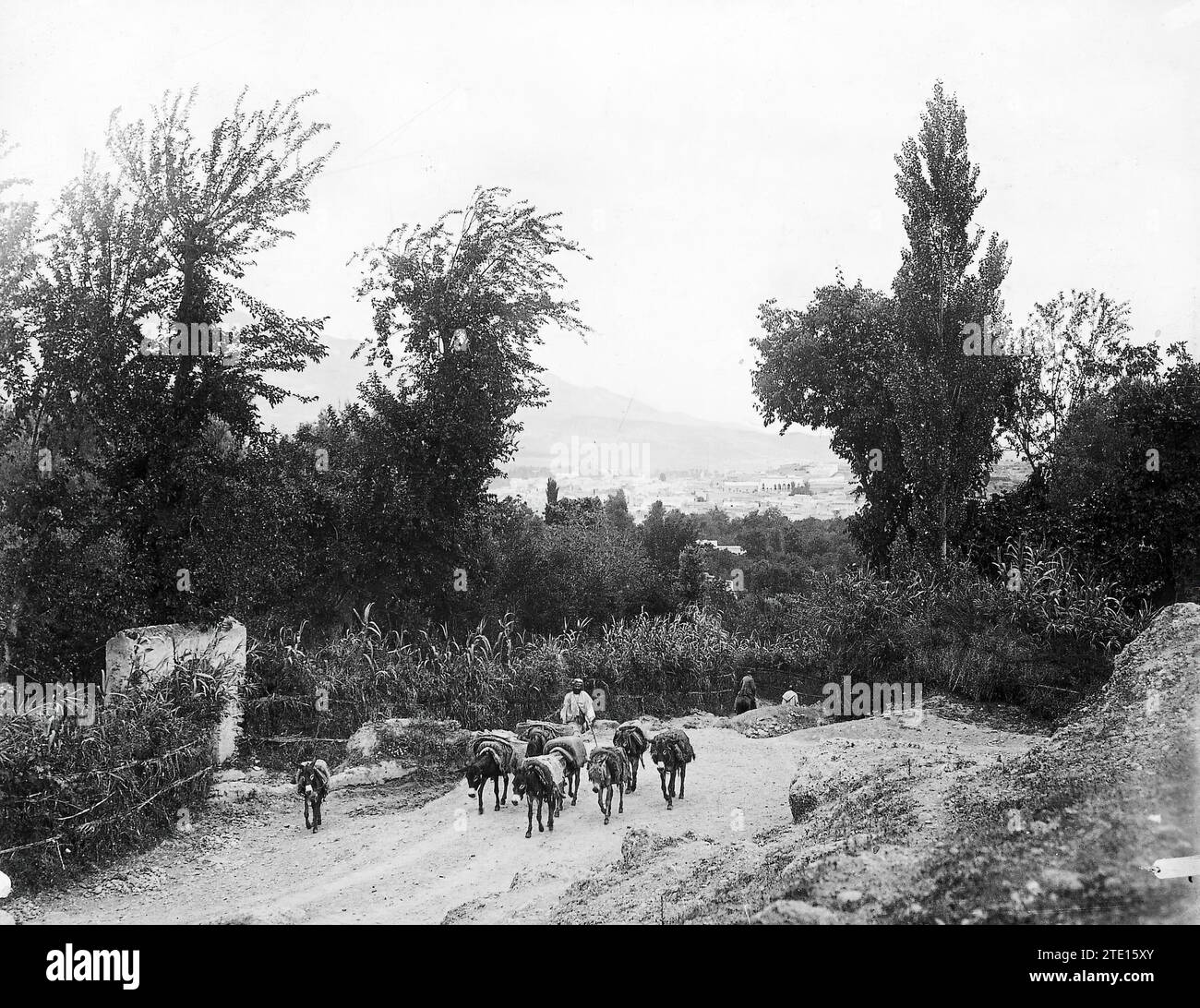06/30/1911. Moroccan Landscapes. A Moorish muleteer driving his team ...