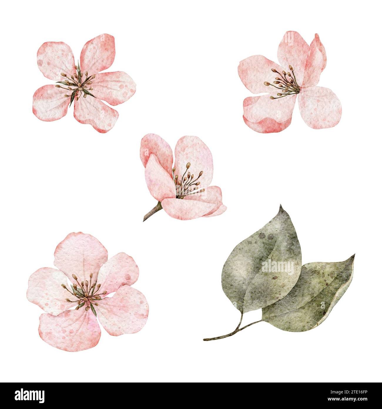 Set of watercolor pink flowers. Cherry blossom, flowering sakura ...