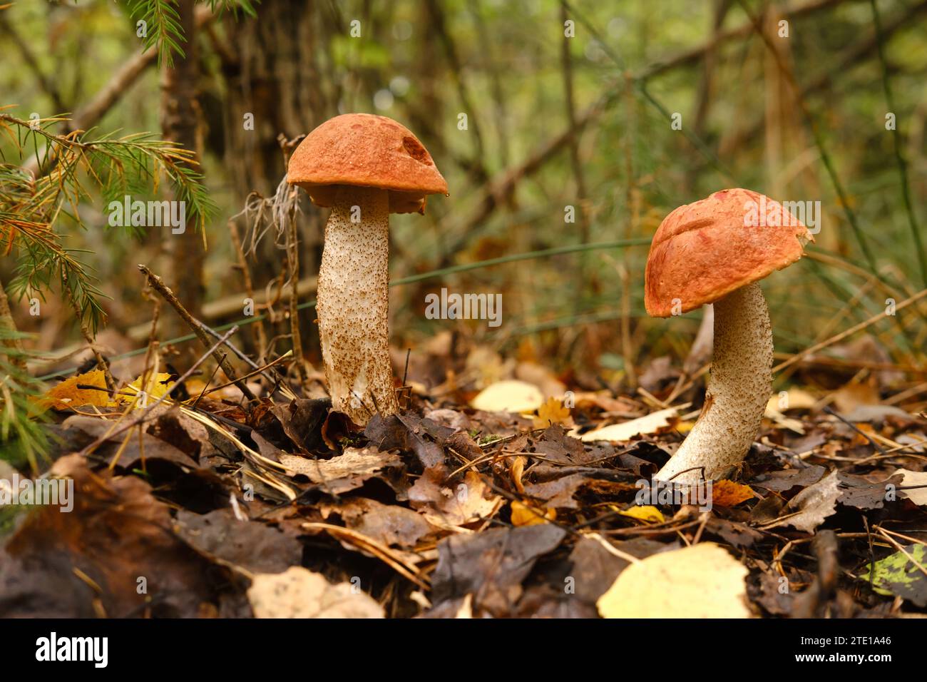 Two red aspen trees grow in the forest. Mushrooms in the forest ...