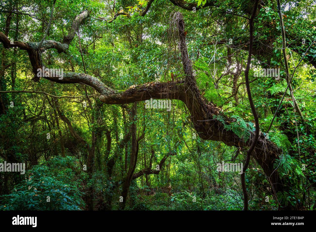 Old forest with lush foliage and twisted trees in Sintra-Cascais ...