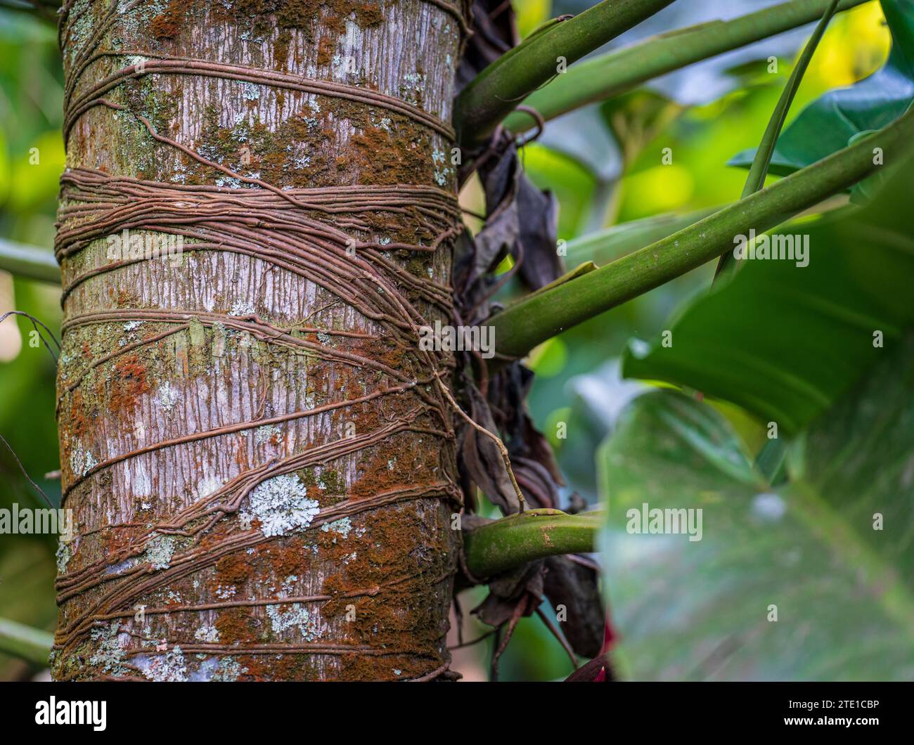 Encircling forest hi-res stock photography and images - Alamy