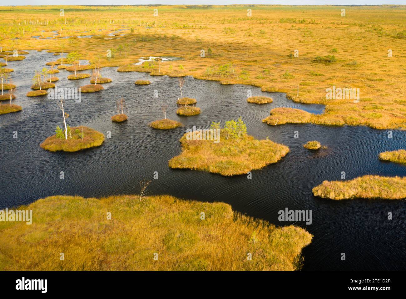 An aerial view of an autumn bog in Yelnya, Belarus, autumn. Ecosystems ...