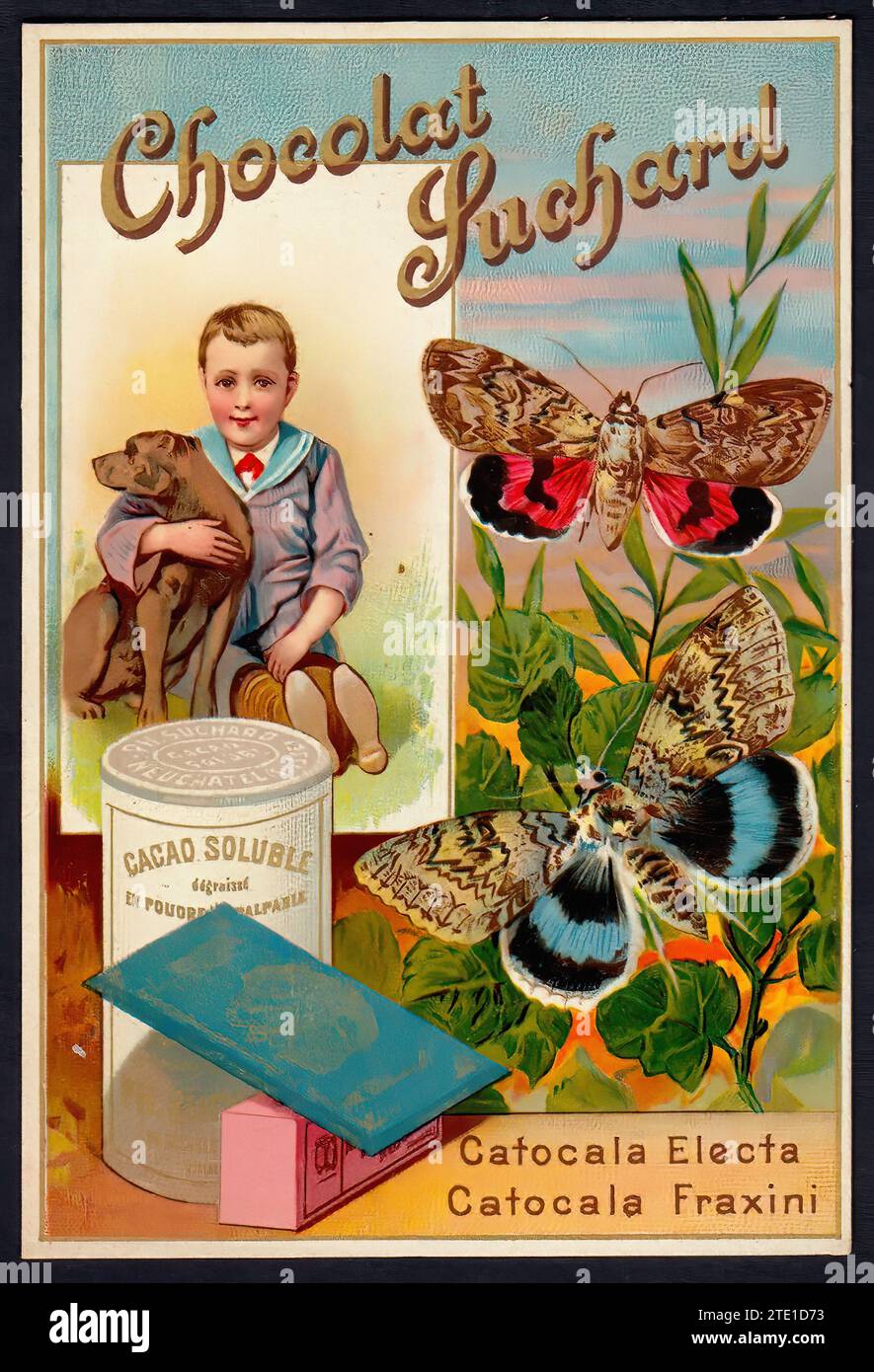 Red underwing moths hi-res stock photography and images - Alamy