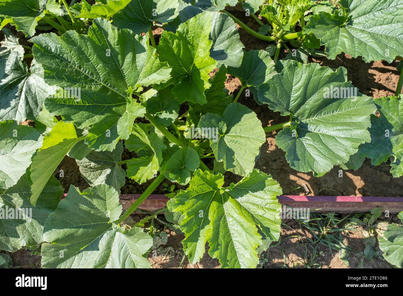Young zucchini sprouts growing in the kitchen-garden Stock Photo - Alamy