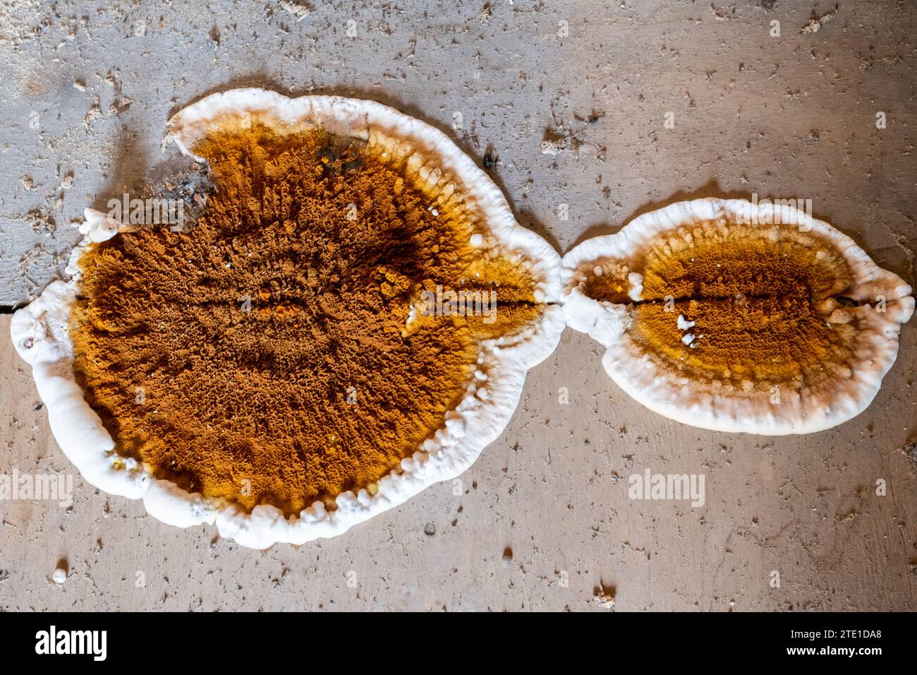 Dry rot fungus serpula lacrymans hi-res stock photography and images ...