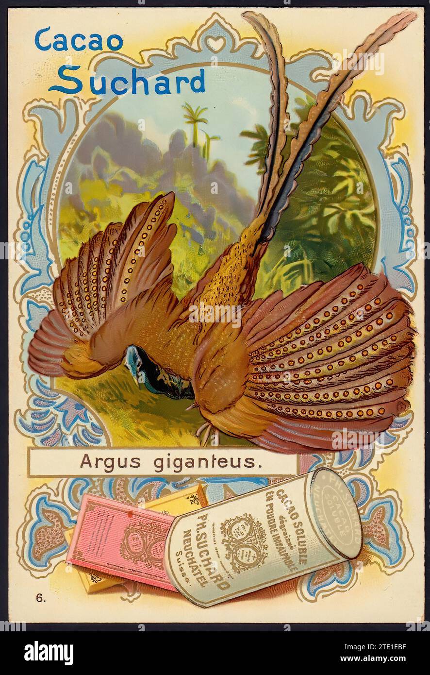 Great Argus Pheasant - Vintage French Tradecard Illustration Stock ...