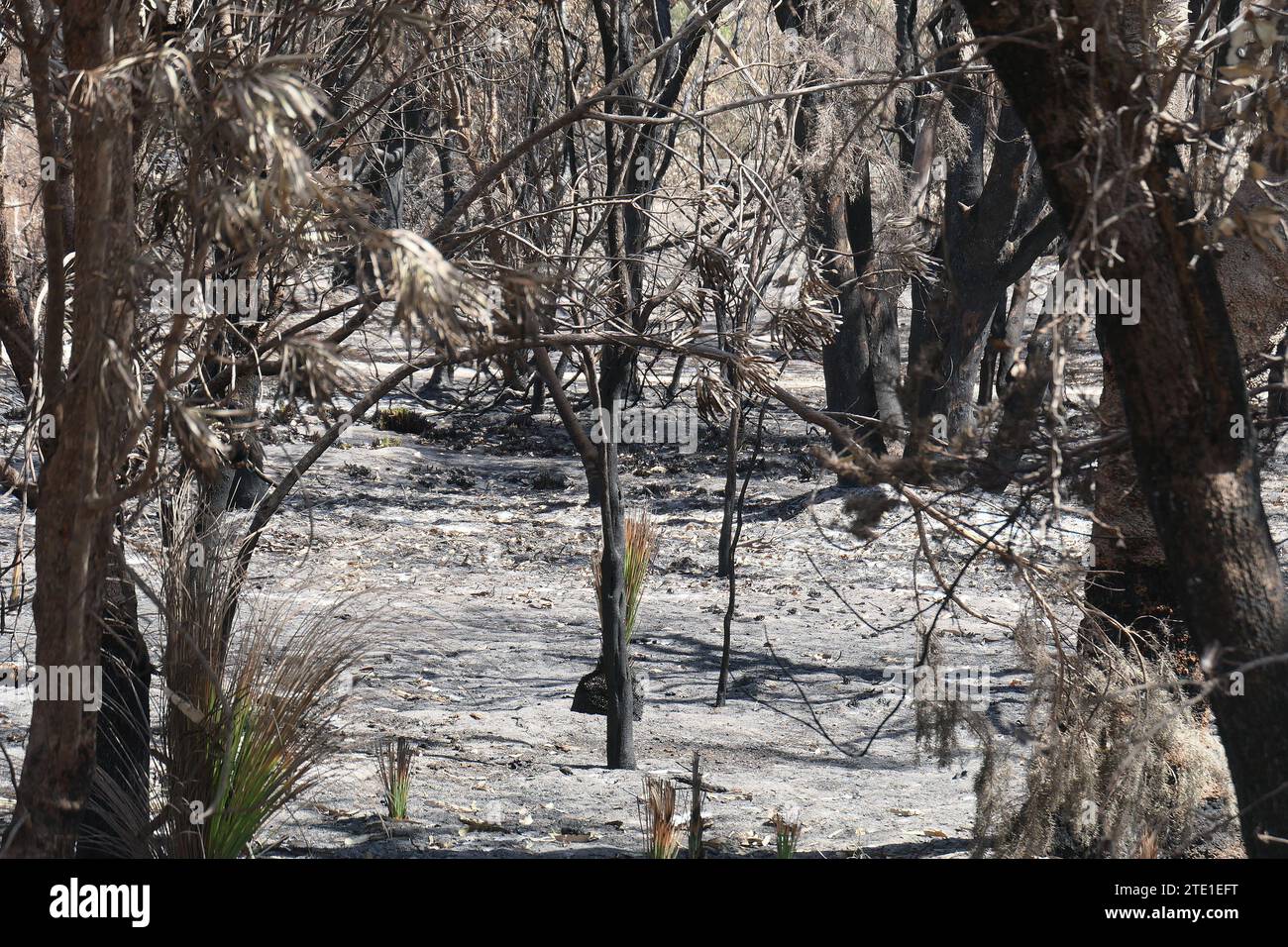 Closeup of the charcoaled trees and shrubs and grey ash in the ...