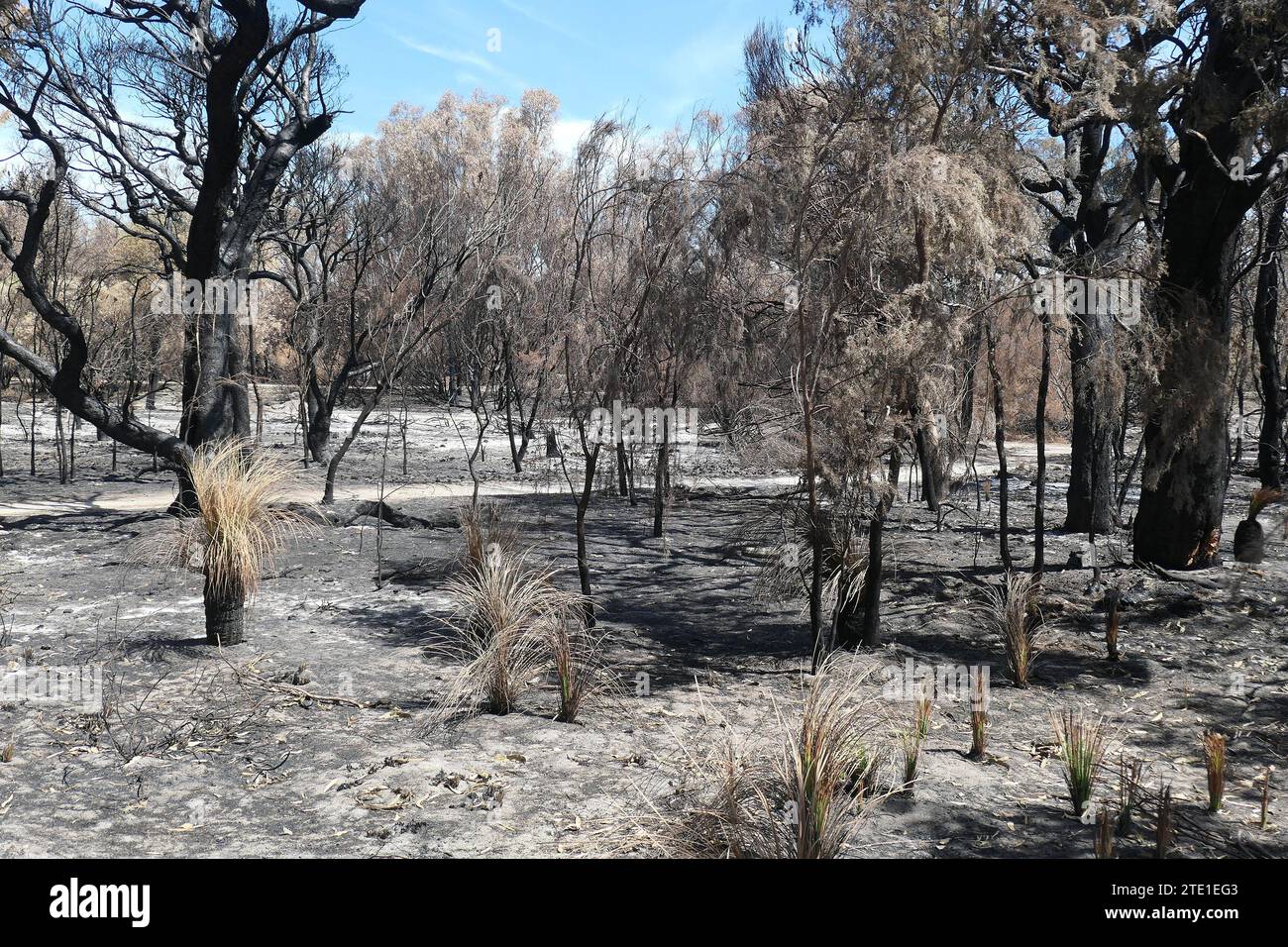 Closeup of the charcoaled trees and shrubs and grey ash in the ...