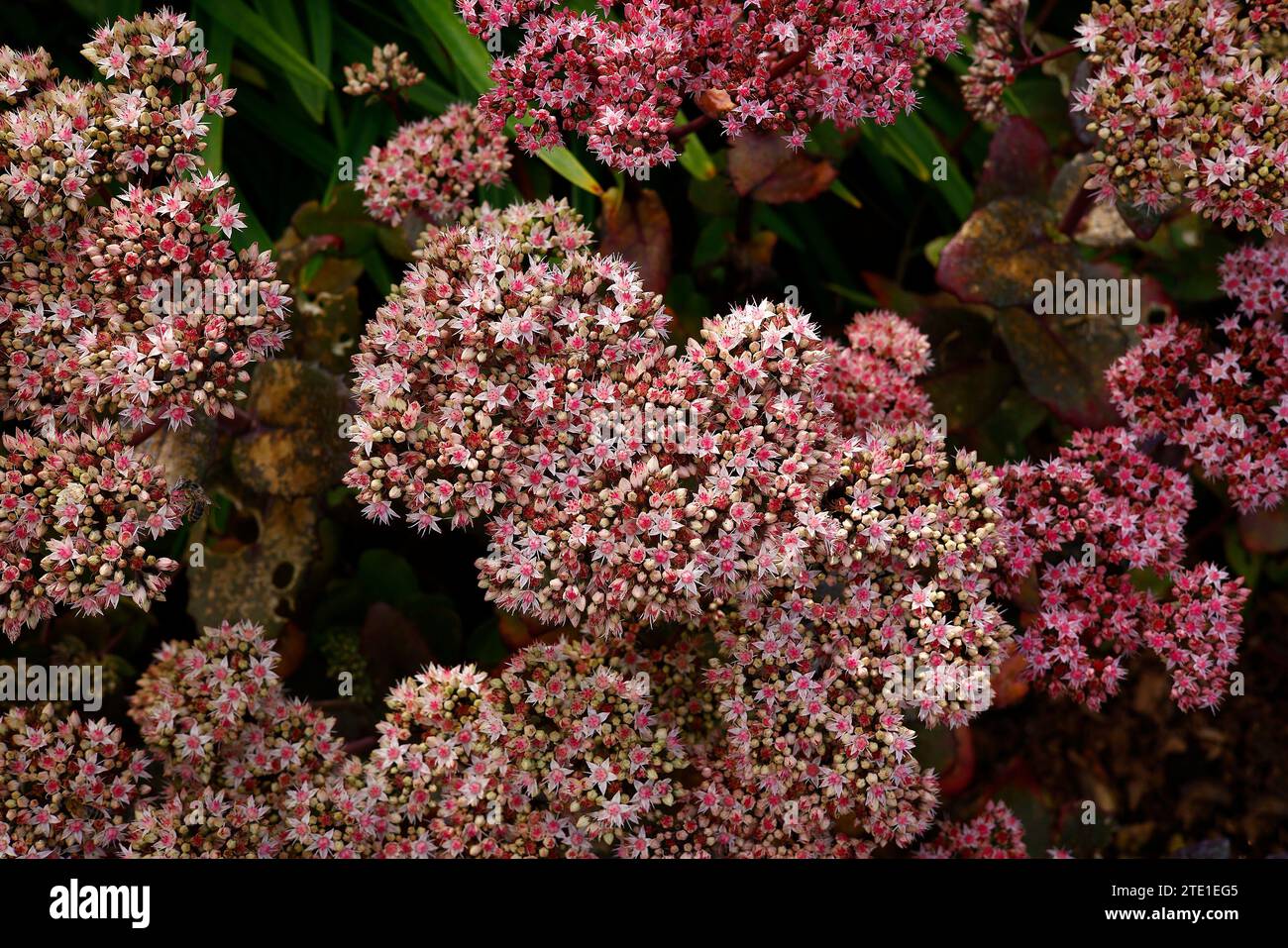 Closeup of the pale pink flowers of the summer and autumn flowering ...