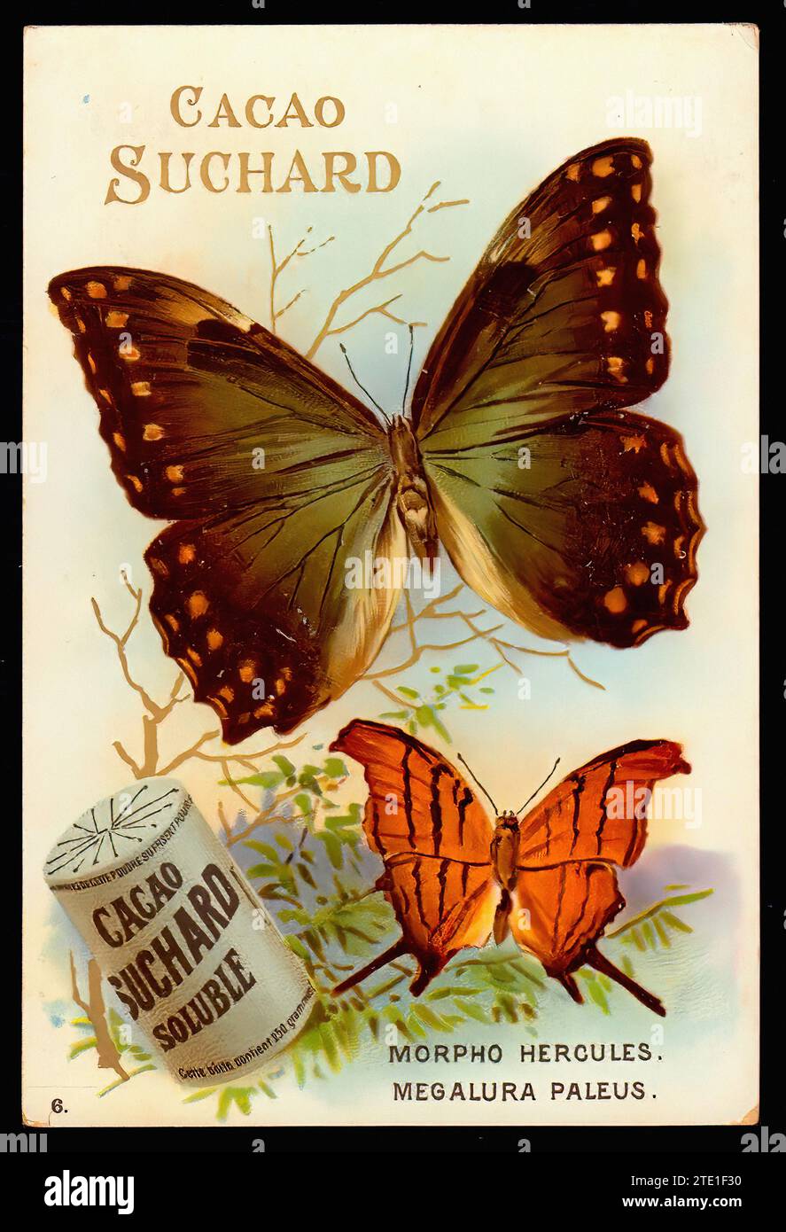 Morpho Hercules Butterfly - Vintage French Tradecard Illustration Stock ...