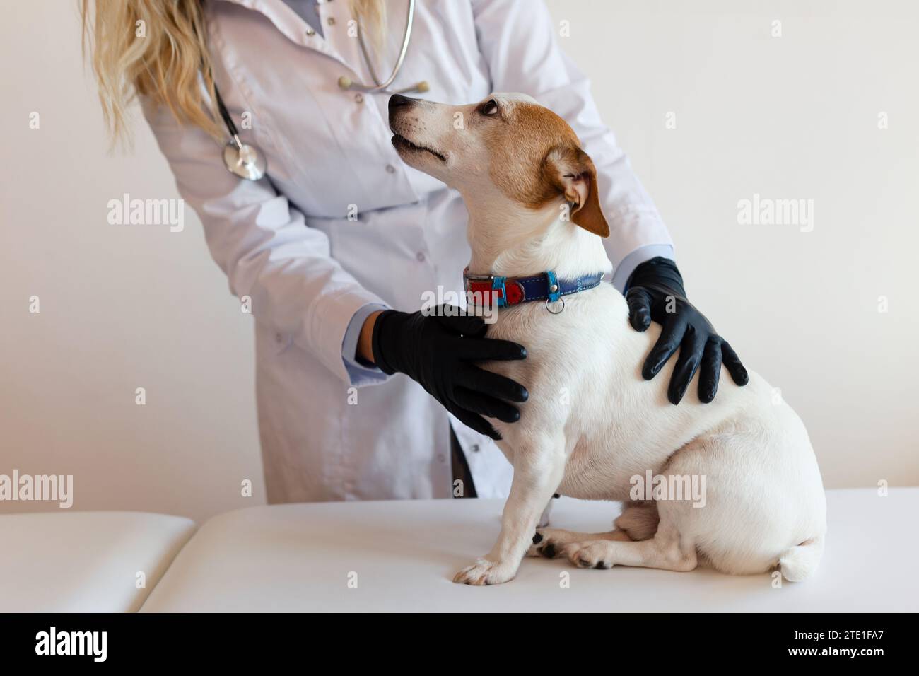 Veterinary care. Female Vet doctor and dog Jack Russell Terrier Stock ...