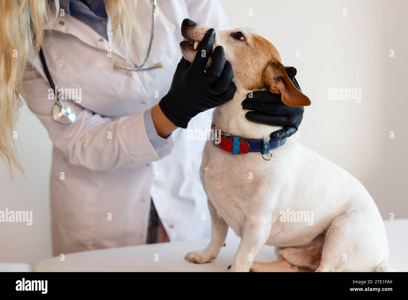 Veterinary care. Female Vet doctor and dog Jack Russell Terrier Stock ...