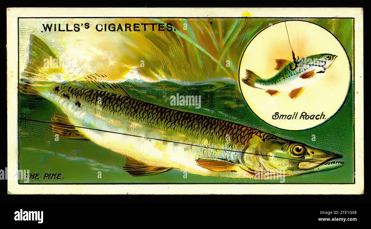 The Pike - Vintage Cigarette Card Illustration Stock Photo - Alamy