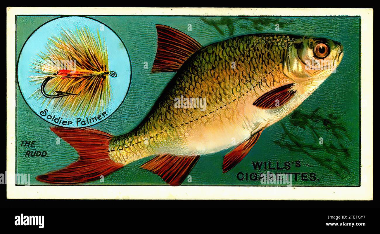 The Rudd - Vintage Cigarette Card Illustration Stock Photo - Alamy