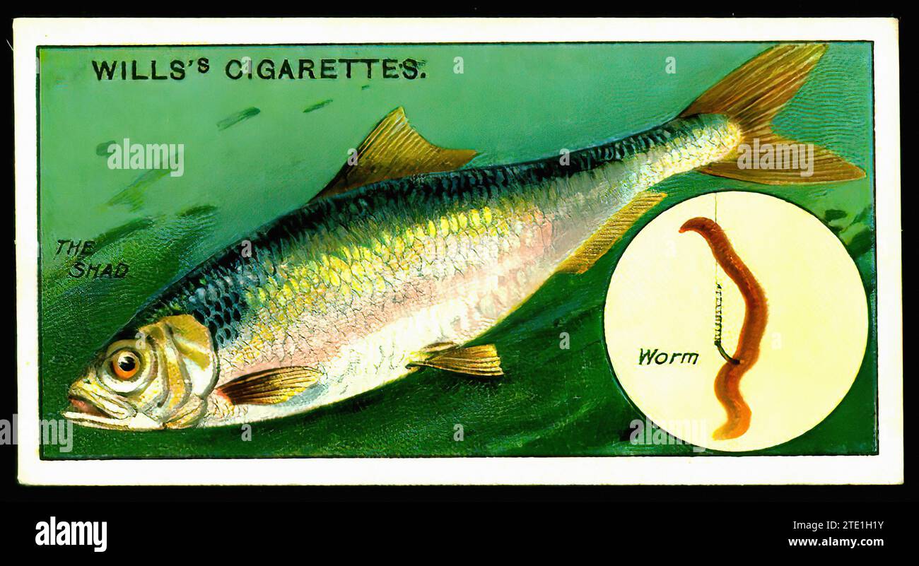 The Shad - Vintage Cigarette Card Illustration Stock Photo - Alamy