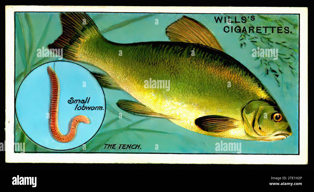 Tench illustration hi-res stock photography and images - Alamy