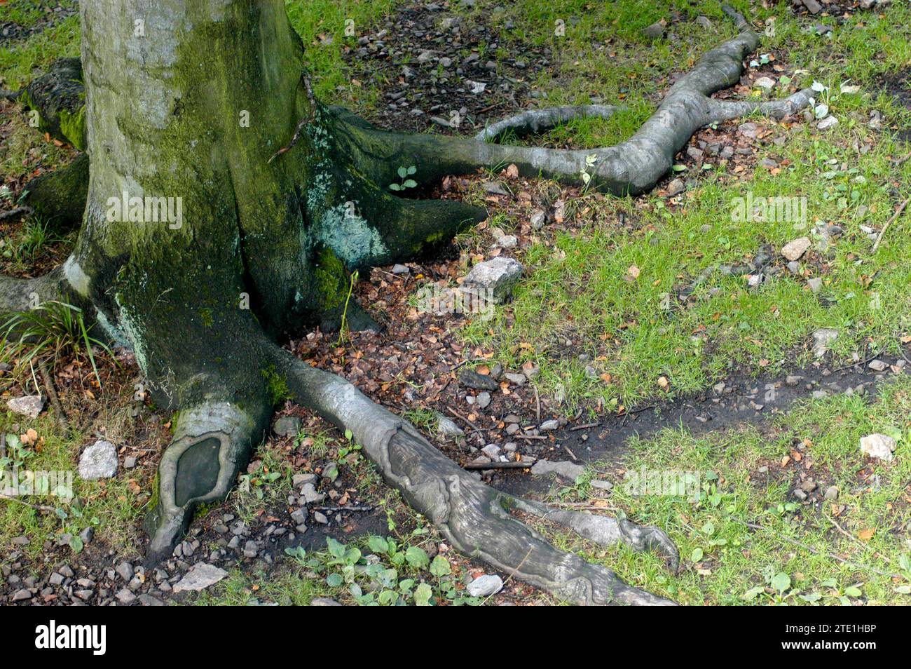 Baumwurzel , Deutschland, BLF *** Tree root , Germany, BLF BL83001 ...