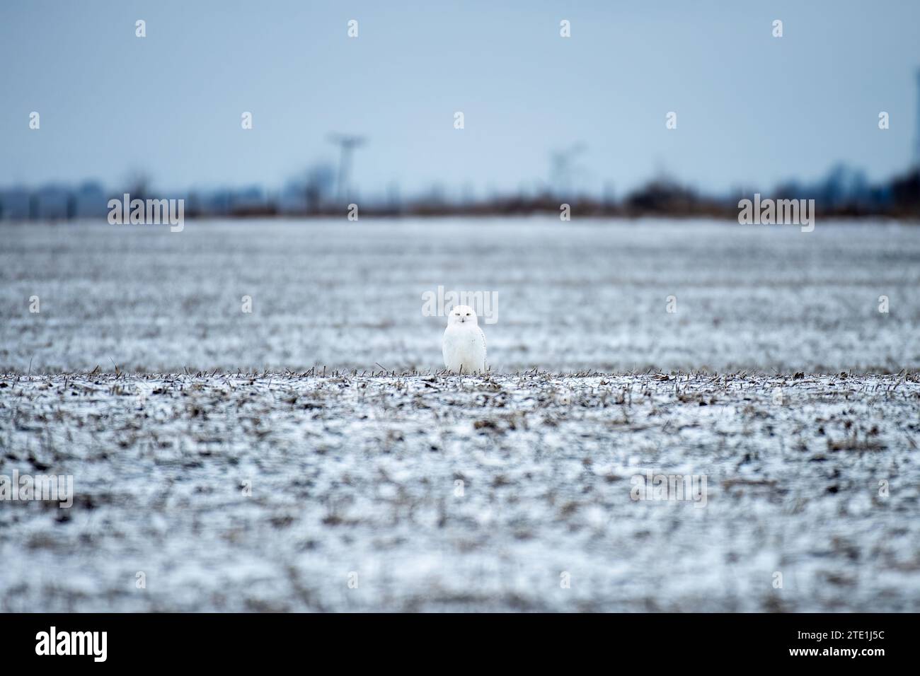 Hedwig amidst Chicago snow USA ENDEARING images of a snowy owl ...