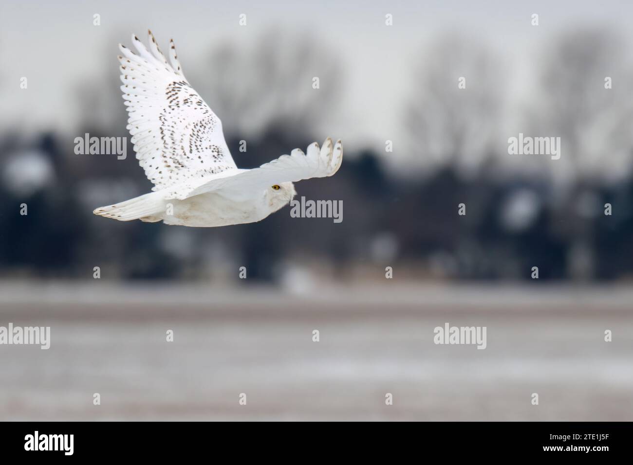 Harry potter owl letters hi-res stock photography and images - Alamy