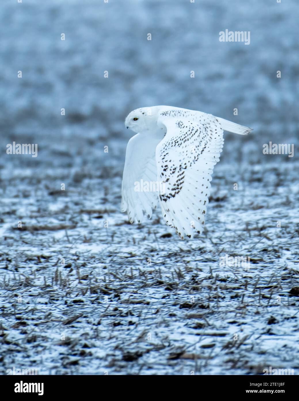Harry potter hedwig owl hi-res stock photography and images - Alamy