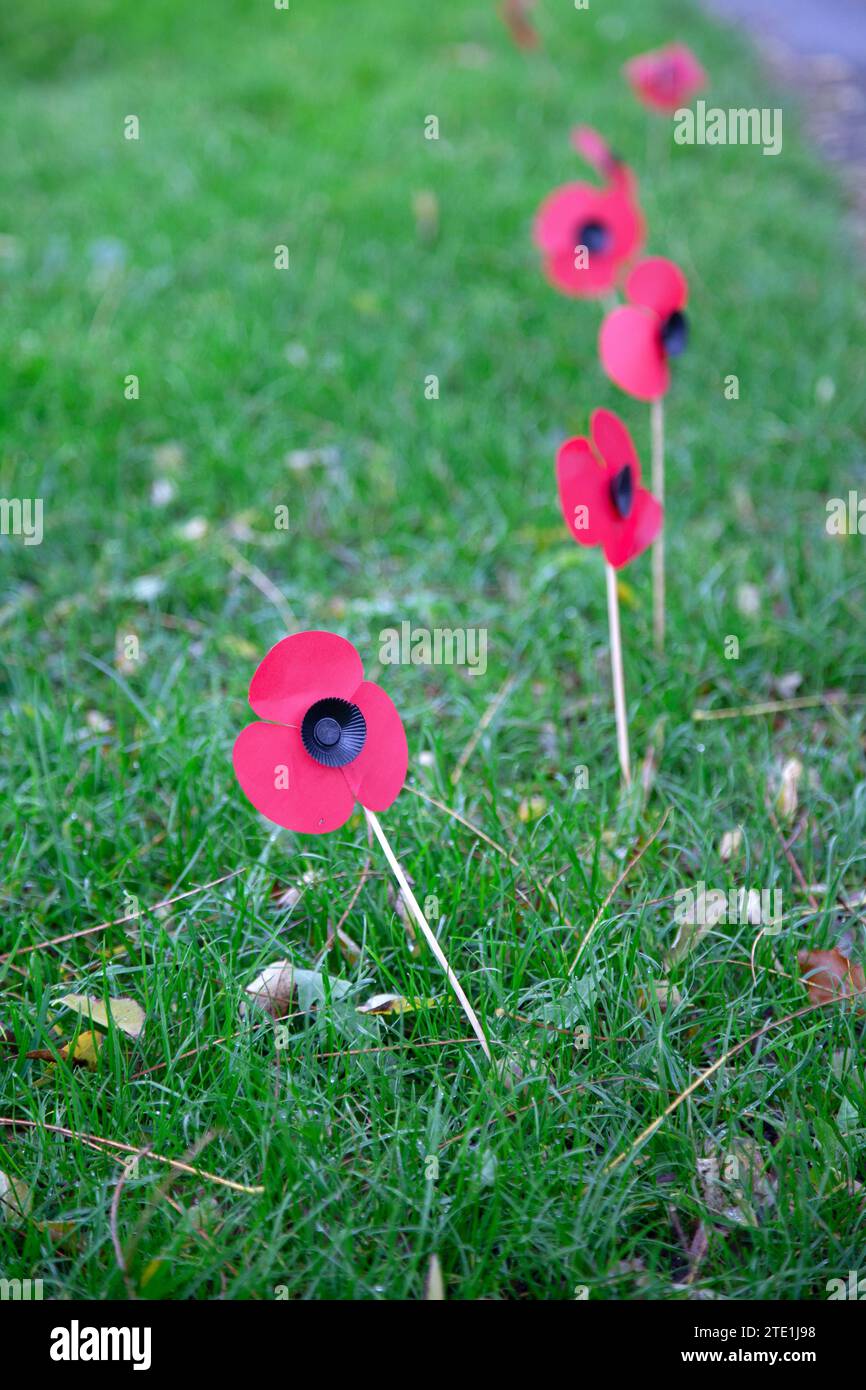 Poppies in Grass for Remembrance Day in UK Stock Photo - Alamy