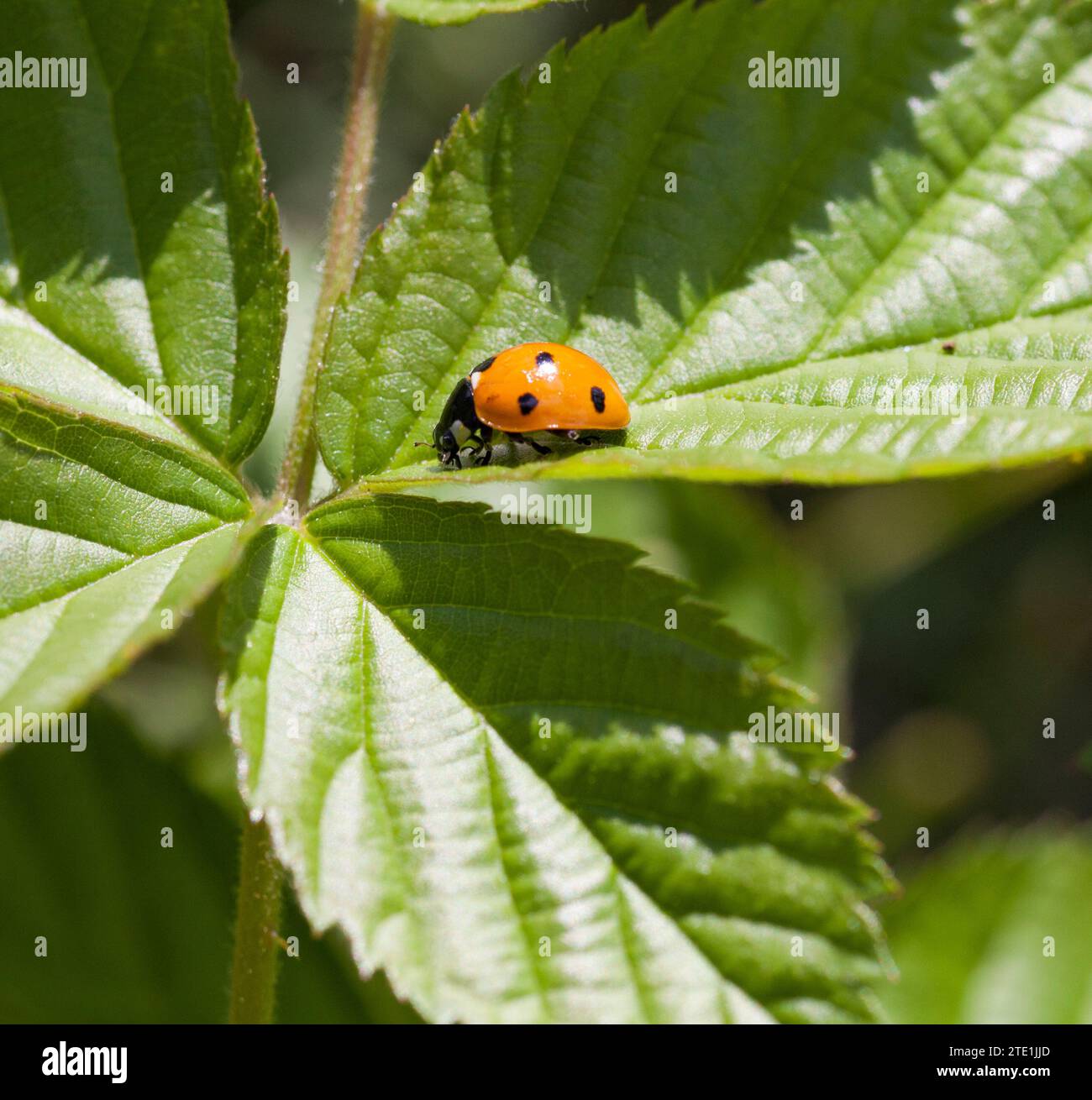 LADYBUG Coccinellidae on leaf to bush with a lot of aphids Stock Photo ...