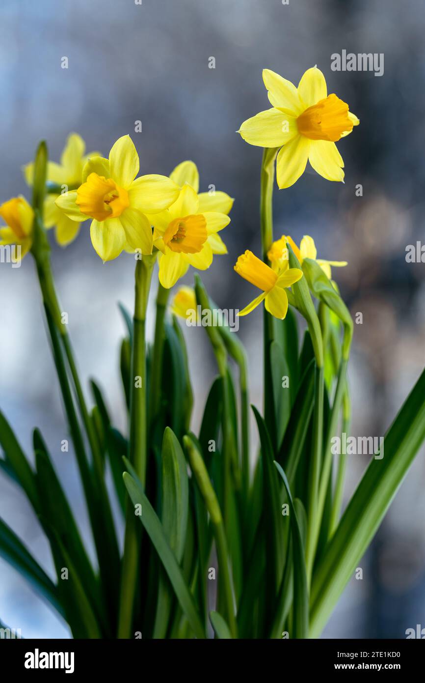 Beautiful Spring banner with fresh yellow daffodil flowers grow in pot ...