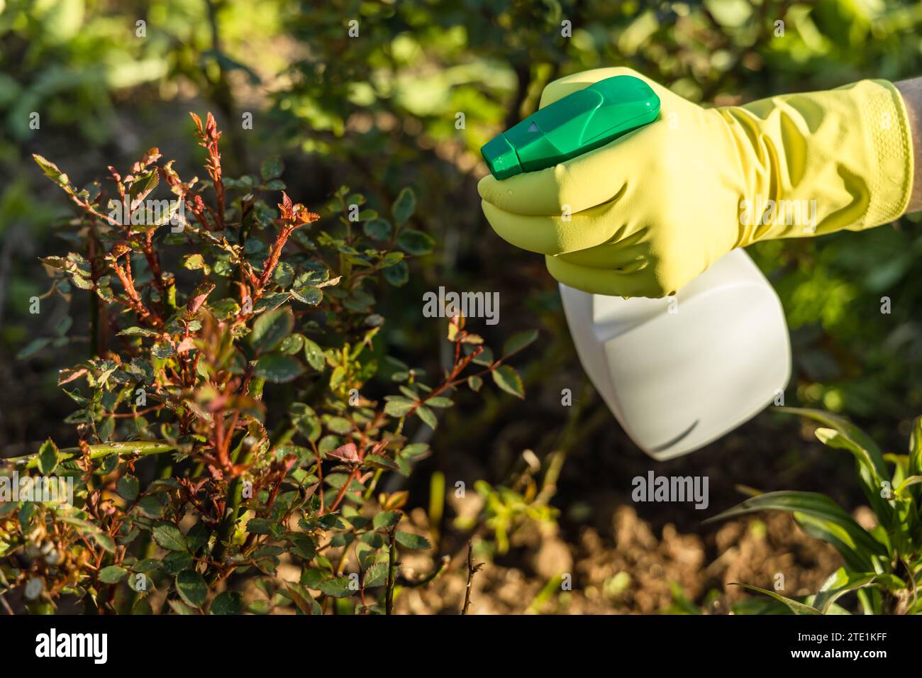 Treatment of roses from pests, aphids and fungi. Remedy for roses from ...