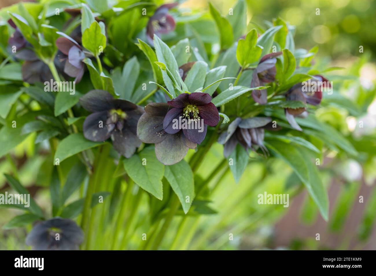 The common purple hellebore flowers. Hellebores purpurascens Stock ...
