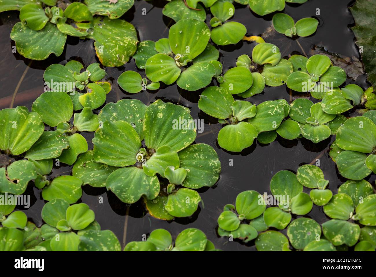 Shell flower hi-res stock photography and images - Alamy