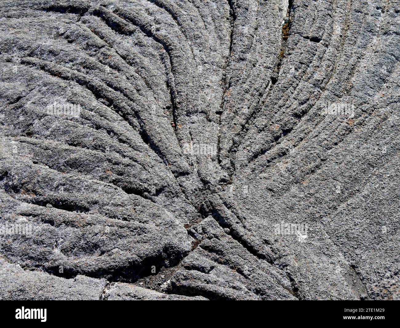 Stange shape of a tree in the solidified lava flow of piton de la ...