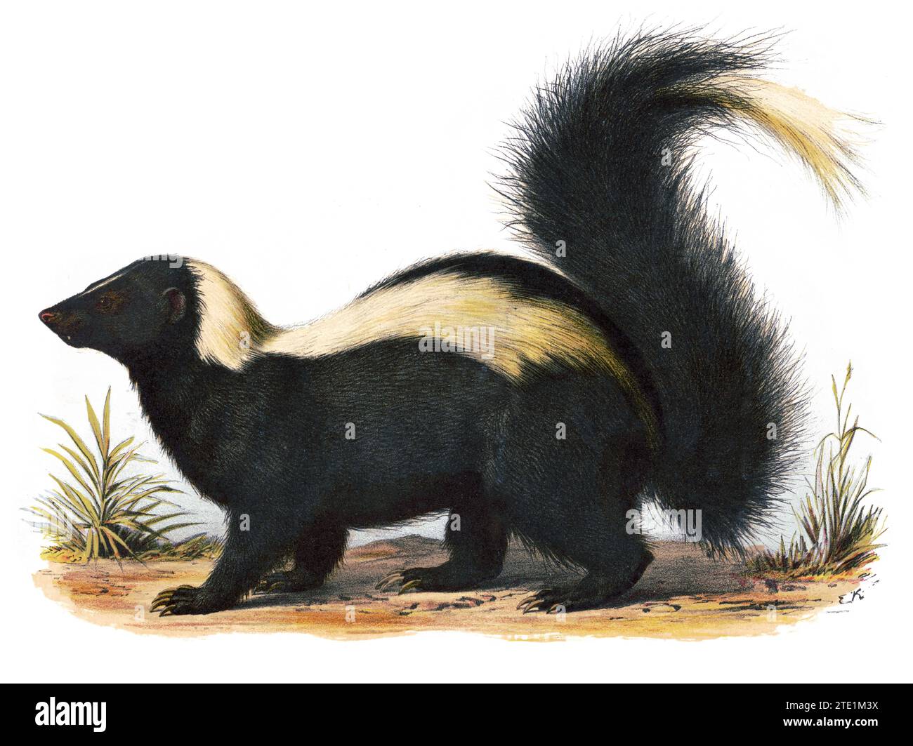 1870s animal illustration - Common skunk - Mephitis mephitica - Print ...
