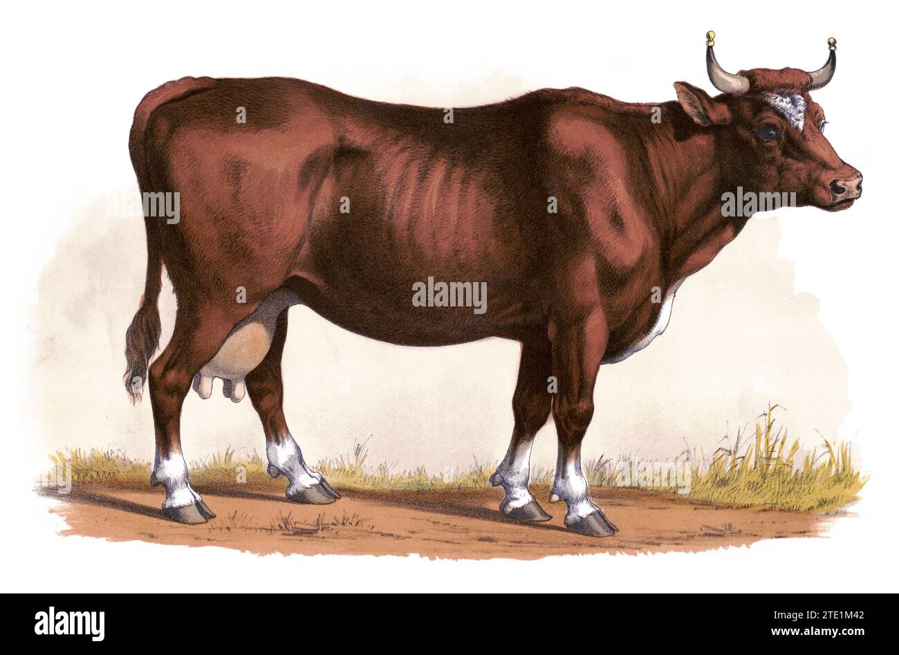 1870s animal illustration - Cow - Print shows a right side view of a ...