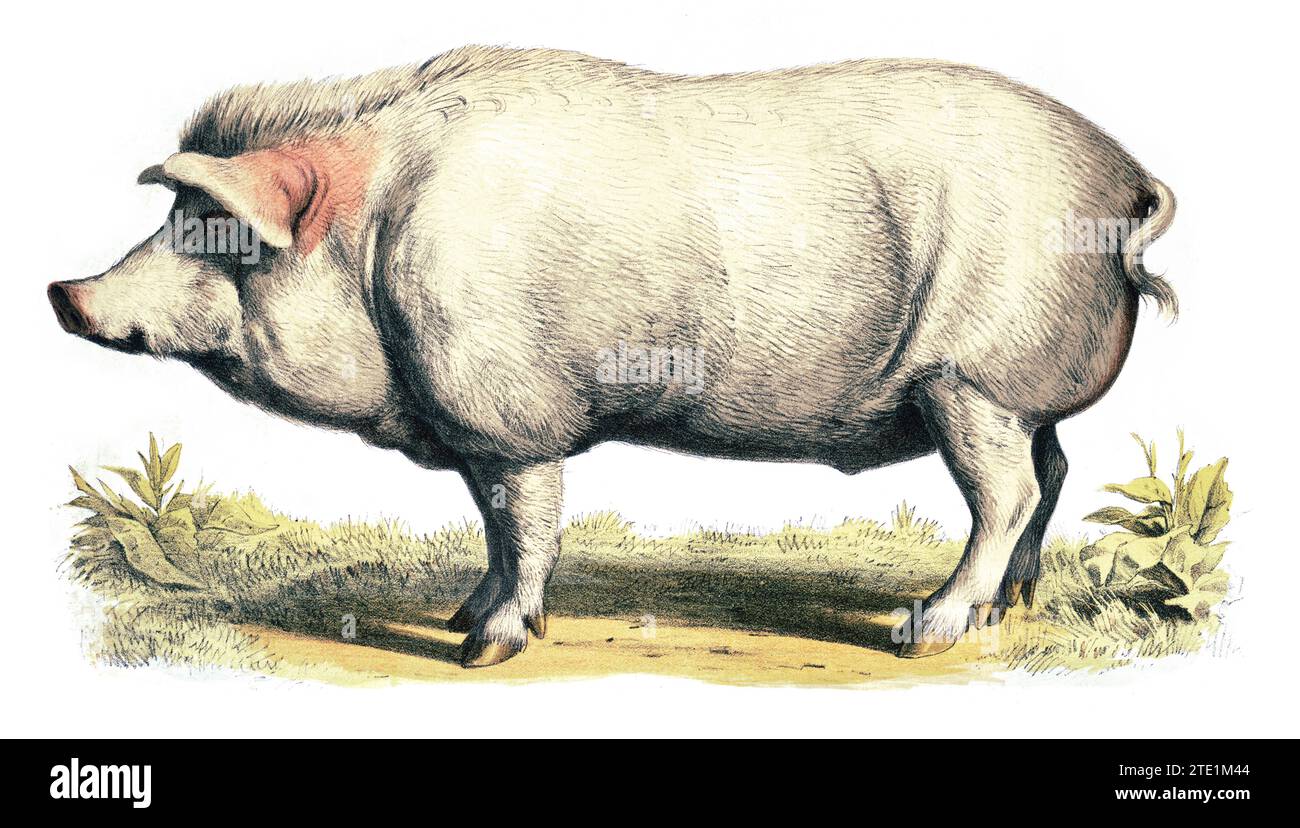 1870s animal illustration - Domestic pig - Print shows a left profile ...