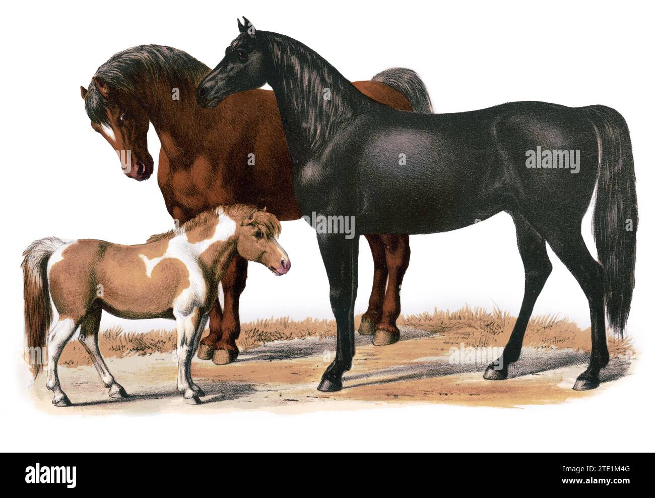 1870s animal illustration - Horses. 1. Race horse. 2. Cart horse. 3 ...