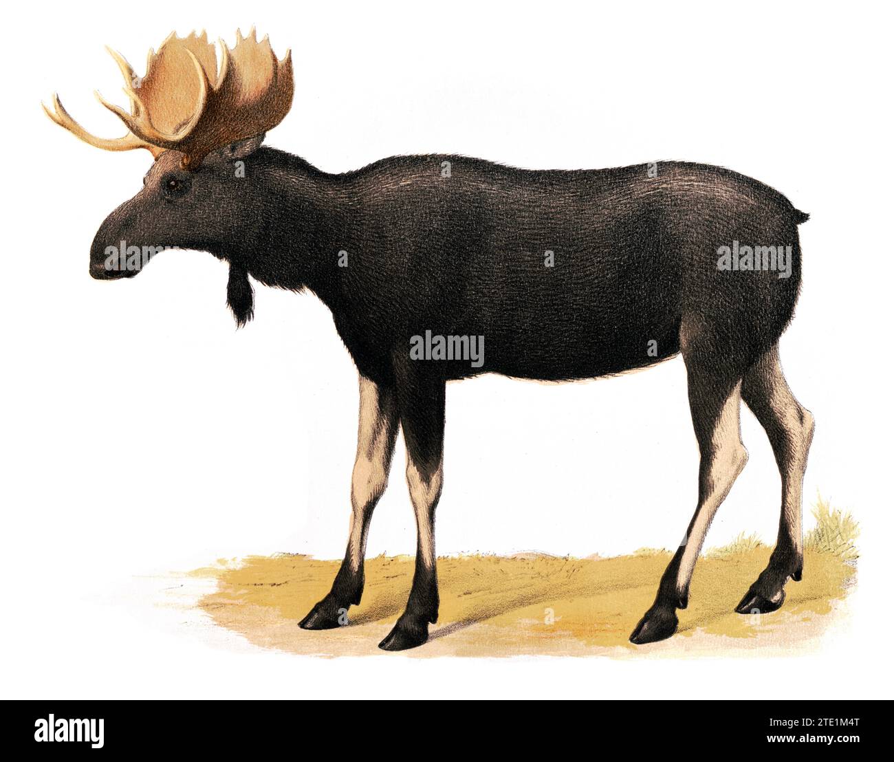 Moose side view Cut Out Stock Images & Pictures - Alamy