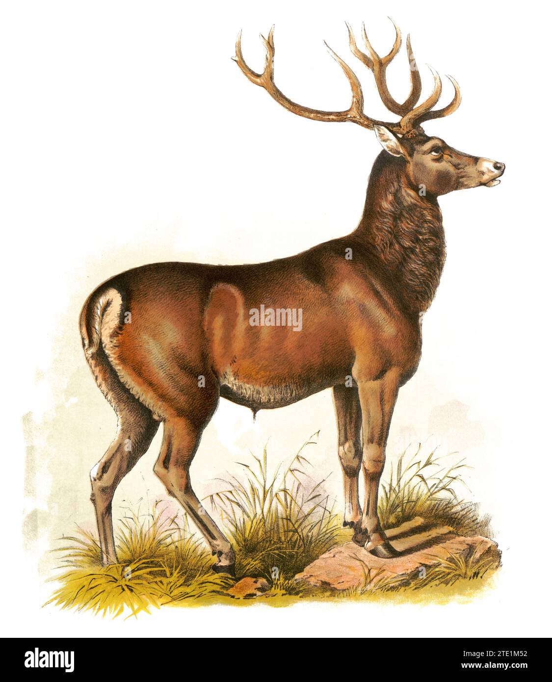 American stag illustration Cut Out Stock Images & Pictures - Alamy