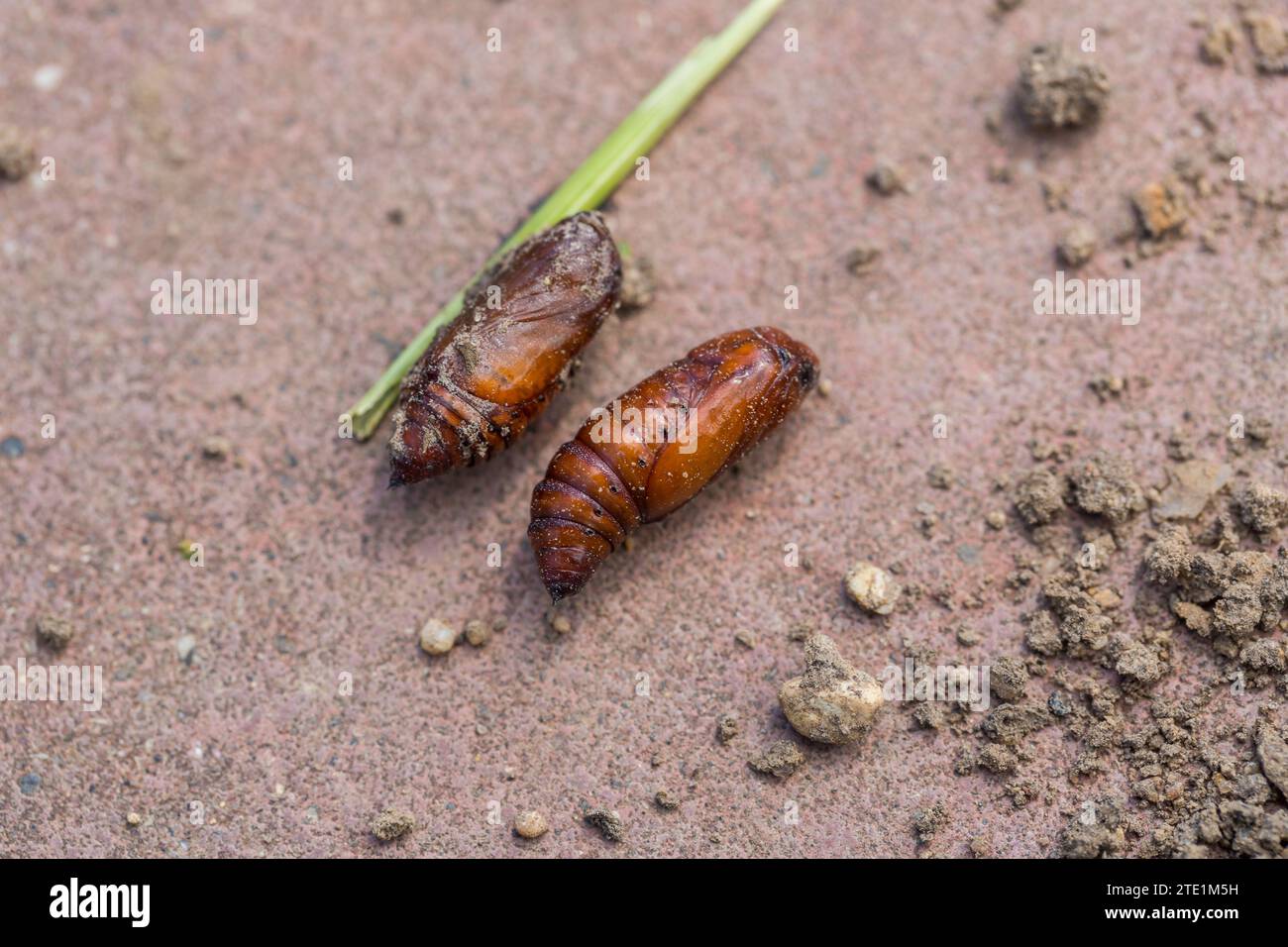 Pupa moth from the family owlet moths Noctuidae Stock Photo - Alamy