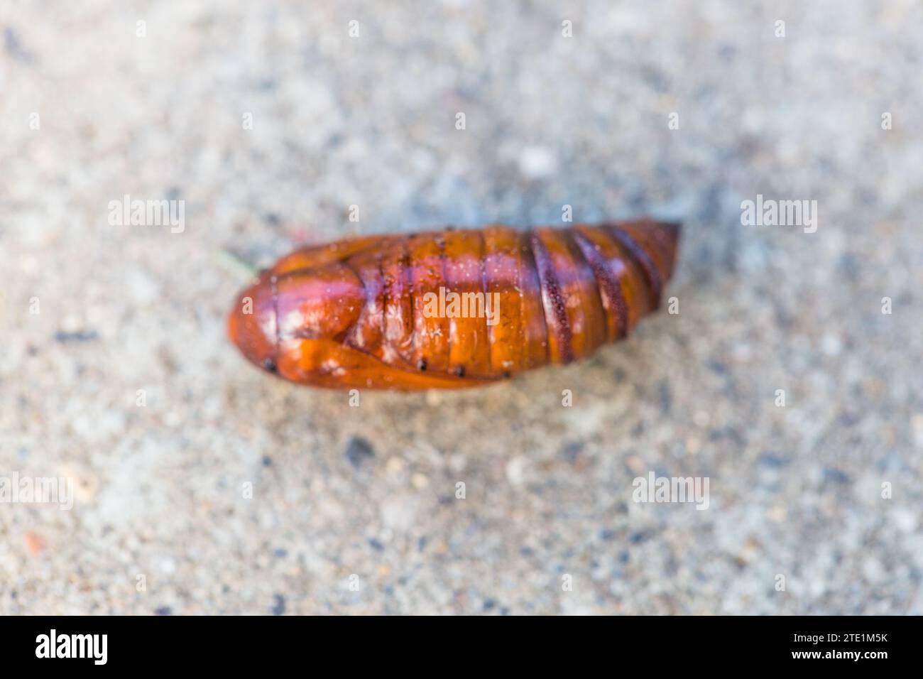 Pupa moth from the family owlet moths Noctuidae Stock Photo - Alamy
