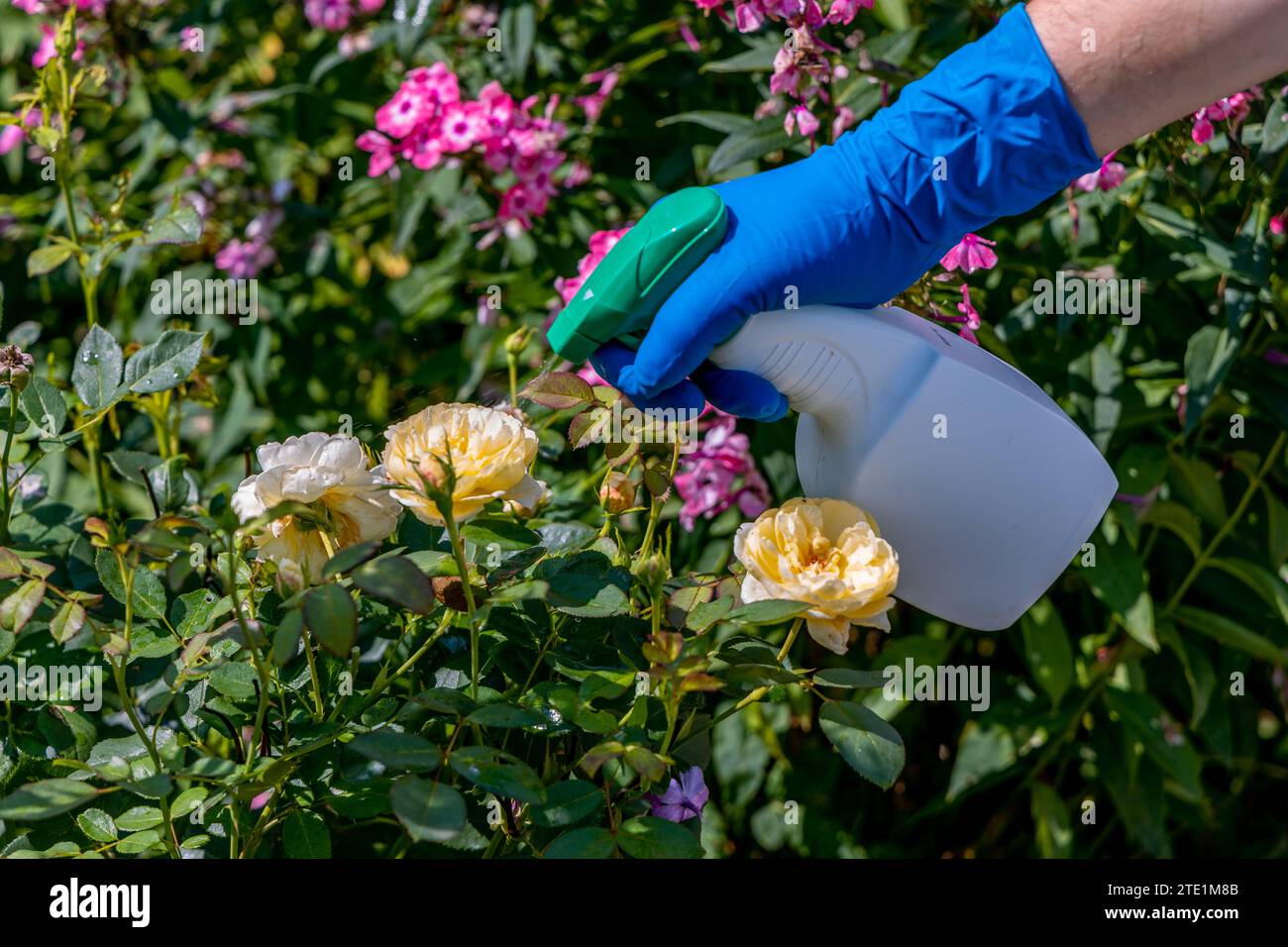 treatment in the garden of young shoots of roses from aphids ...