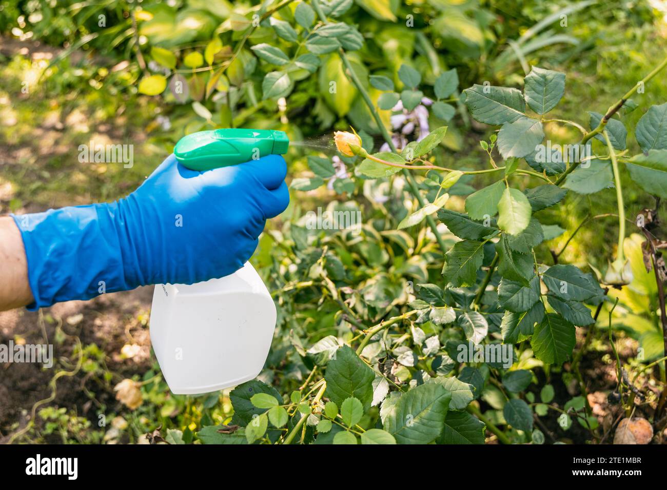 treatment in the garden of young shoots of roses from aphids ...