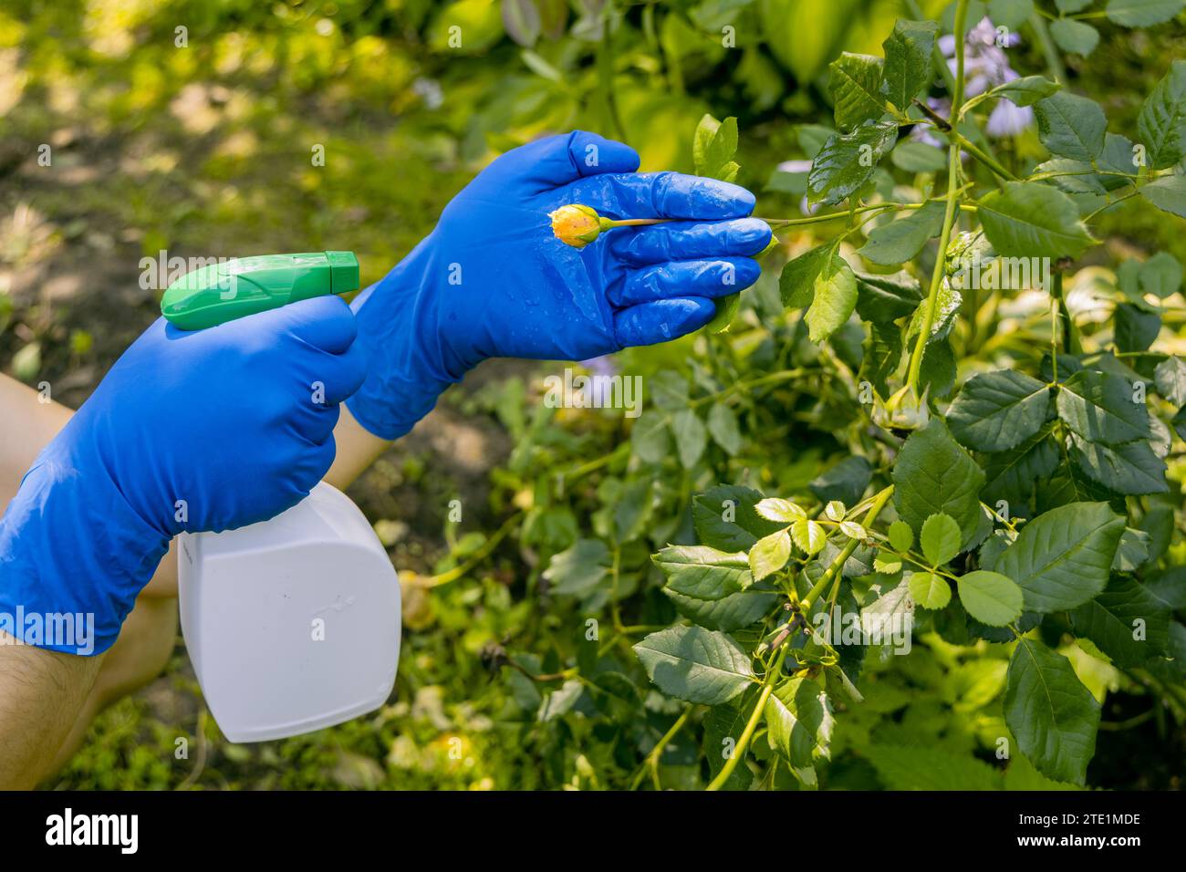 treatment in the garden of young shoots of roses from aphids ...