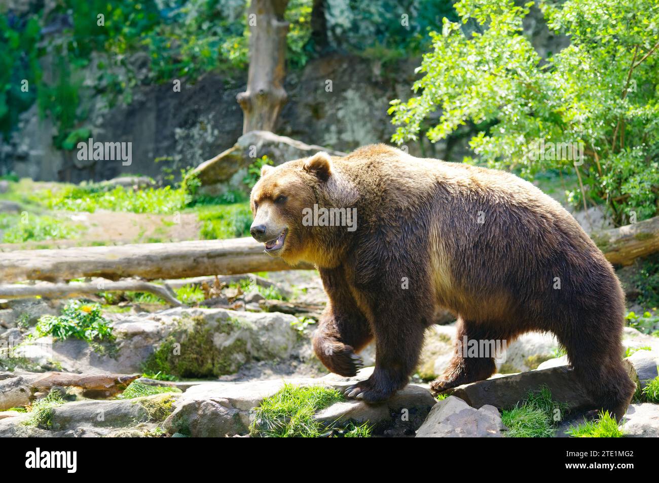 European brown bear hunt hi-res stock photography and images - Alamy