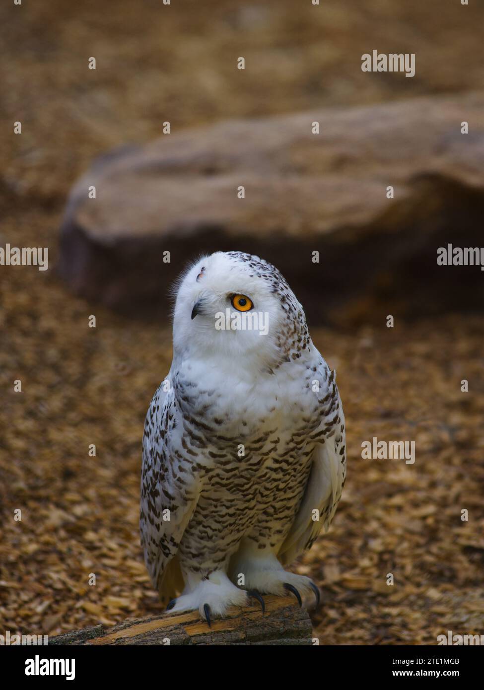 Hunter sits on fallen hi-res stock photography and images - Alamy