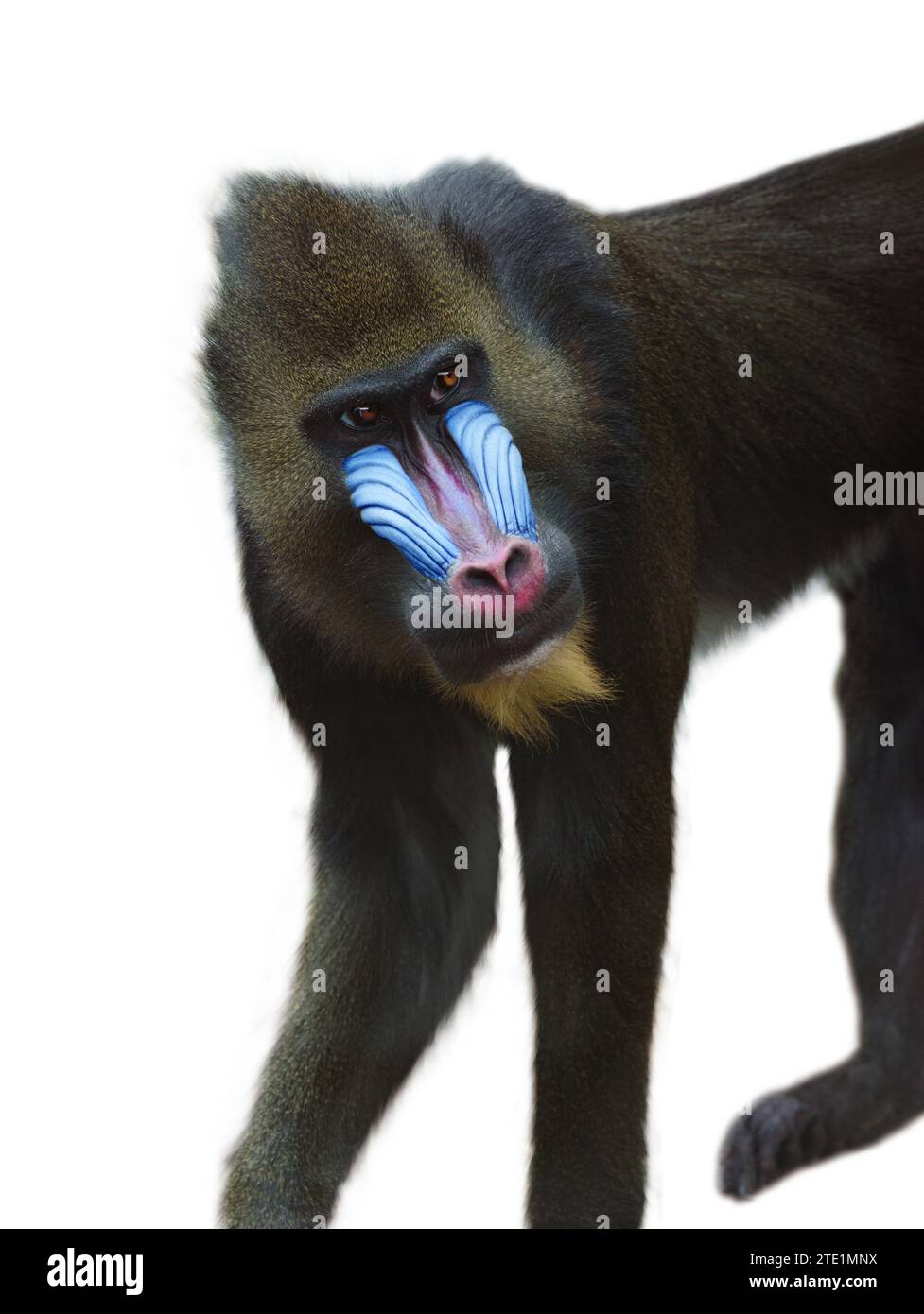 Mandrill face white background hi-res stock photography and images - Alamy
