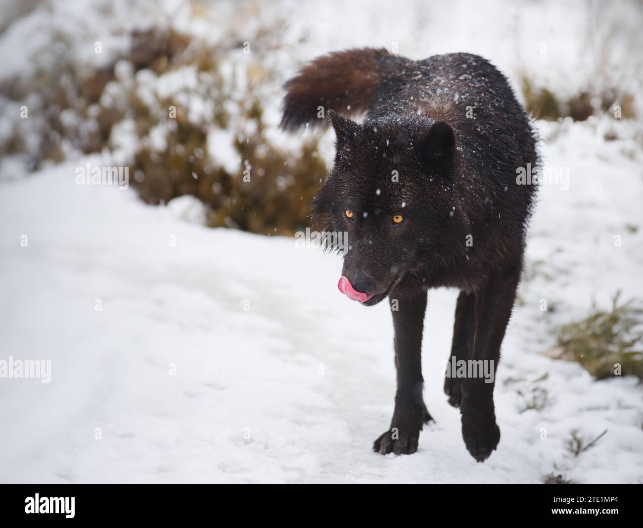 walking Canadian wolf walking through the snow with his tongue hanging ...